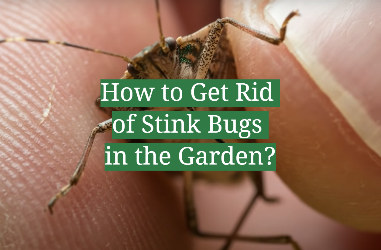 How to Get Rid of Stink Bugs in the Garden? - GardenProfy