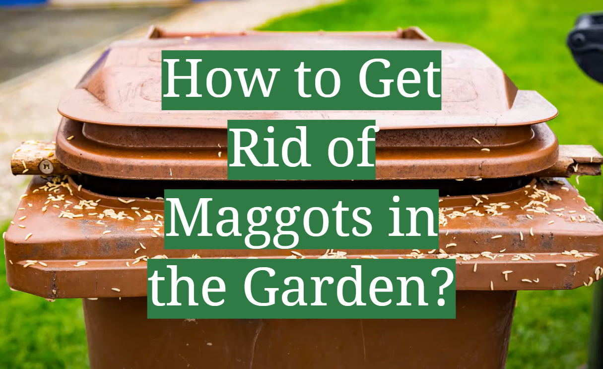 How to Get Rid of Maggots in the Garden? - GardenProfy