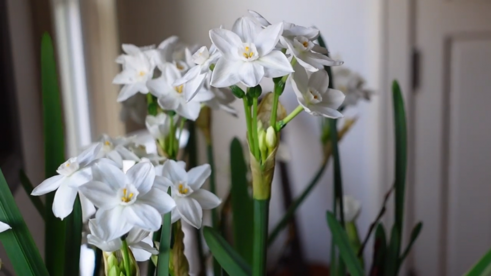 Can You Plant Paperwhites Outside? - GardenProfy