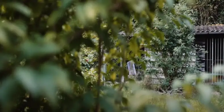 How to Keep Rabbits Out of Your Garden with Ivory Soap? - GardenProfy