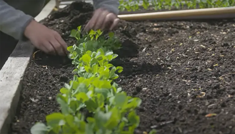 4 Steps To Make Garden Rows - GardenProfy