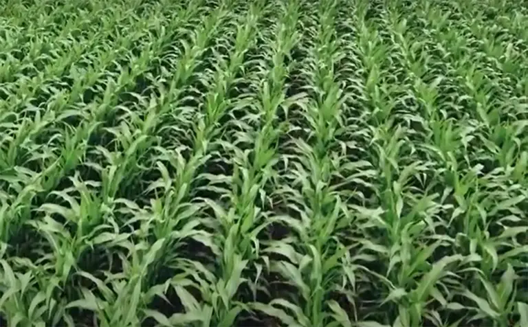 4 Steps To Make Garden Rows - GardenProfy