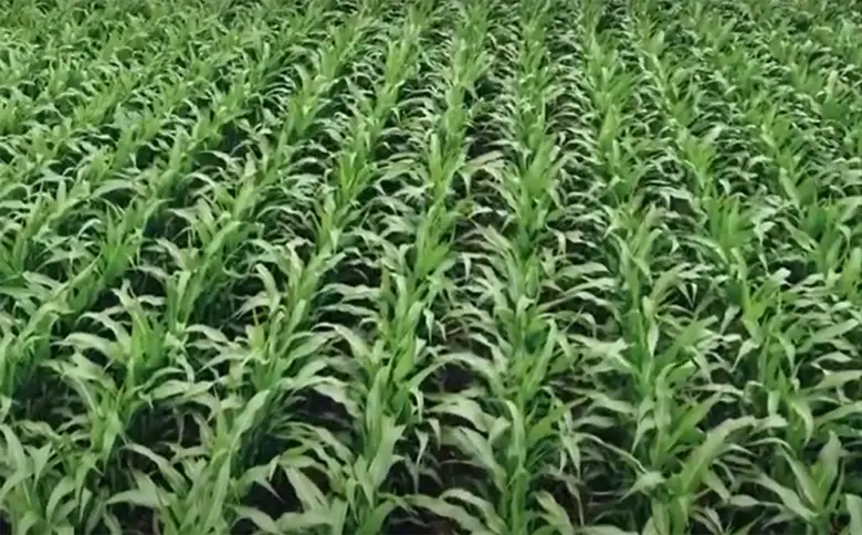 4 Steps To Make Garden Rows - GardenProfy