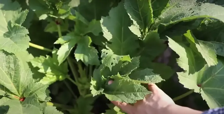 How to Describe a Garden? - GardenProfy