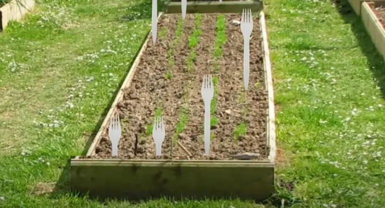 6 Surprising Reasons to Put Forks in Your Garden - GardenProfy