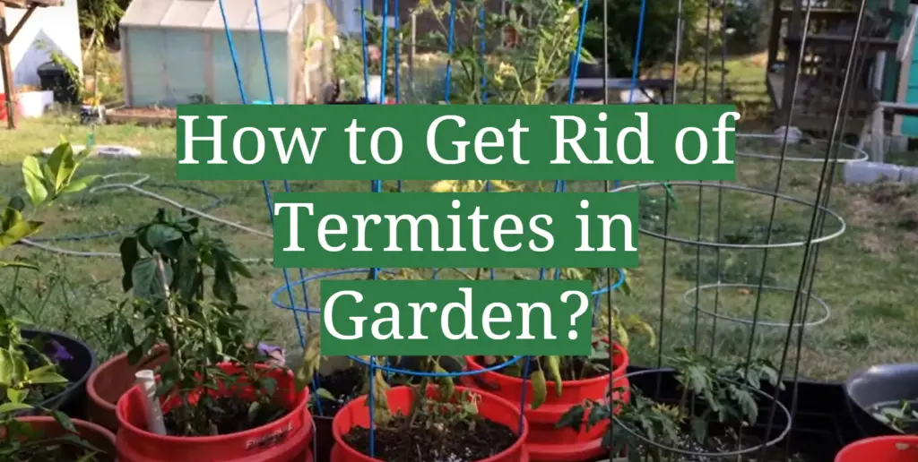 How to Get Rid of Termites in Garden? - GardenProfy