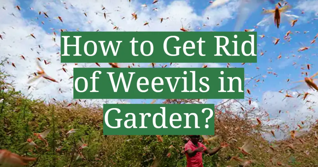 How to Get Rid of Weevils in Garden? - GardenProfy
