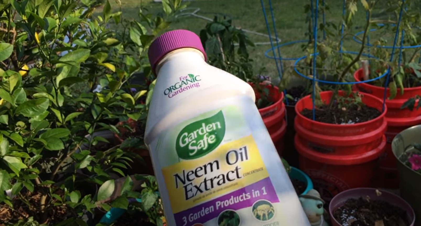 How to Get Rid of Termites in Garden? - GardenProfy