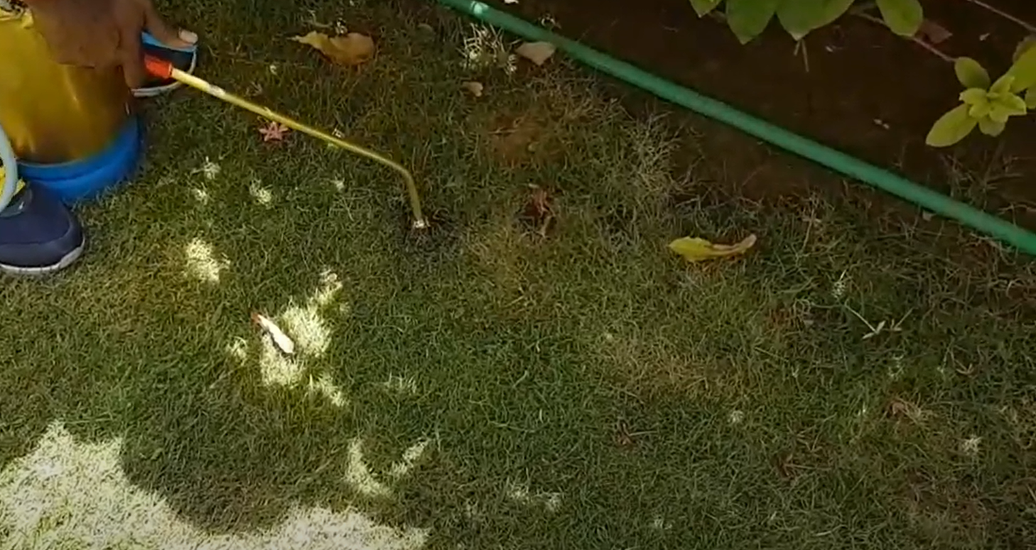 How to Get Rid of Termites in Garden? - GardenProfy