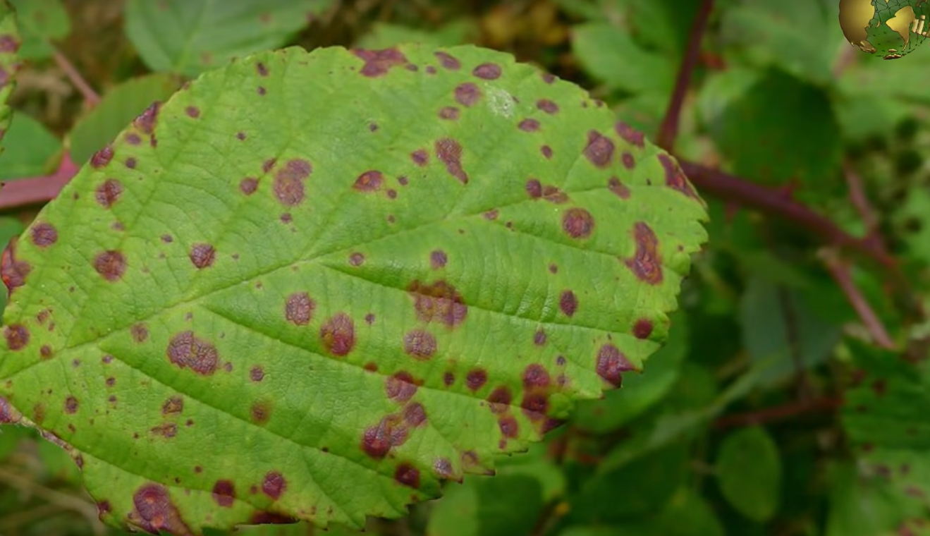 How to Get Rid of Weevils in Garden? - GardenProfy
