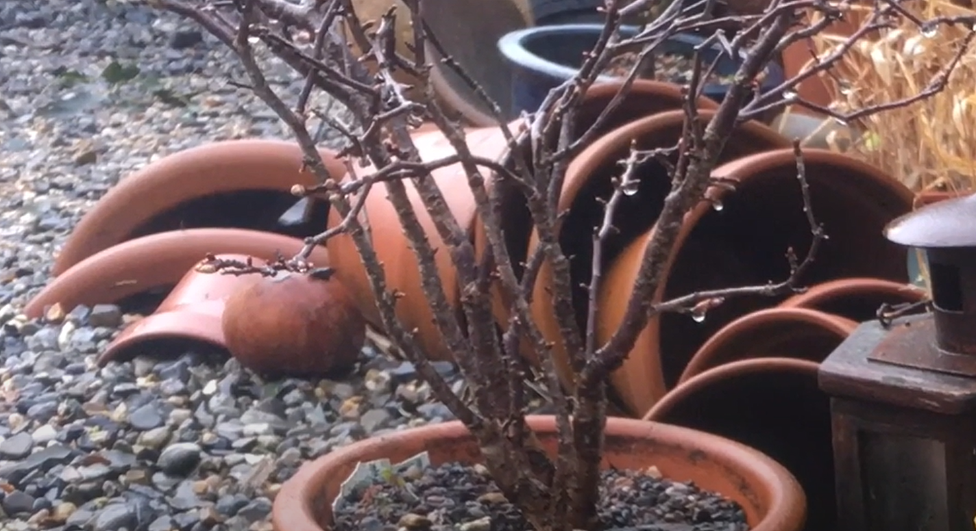 How to Get Rid of Weevils in Garden? - GardenProfy