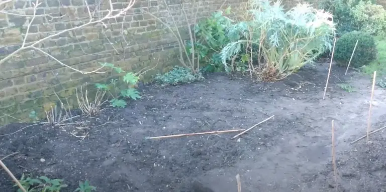 How to Use Seashells in Garden? - GardenProfy