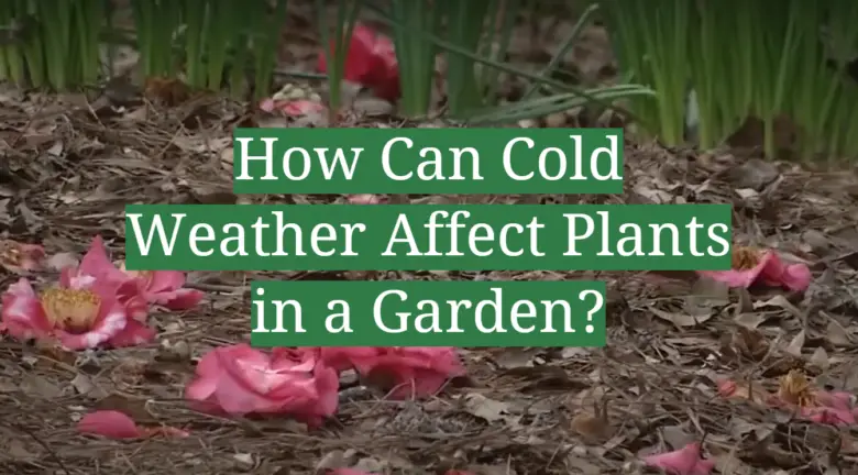 How Can Cold Weather Affect Plants in a Garden? - GardenProfy