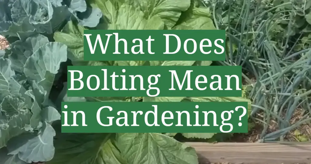 What Does Bolting Mean in Gardening? - GardenProfy