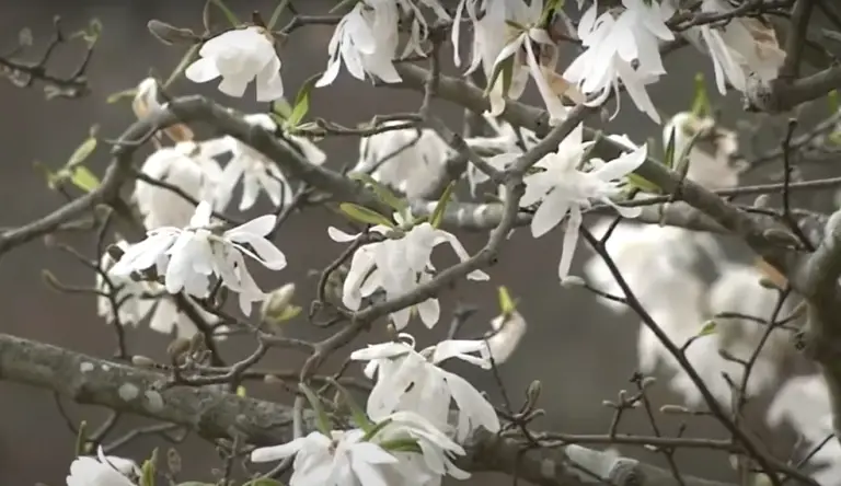 How Can Cold Weather Affect Plants in a Garden? - GardenProfy