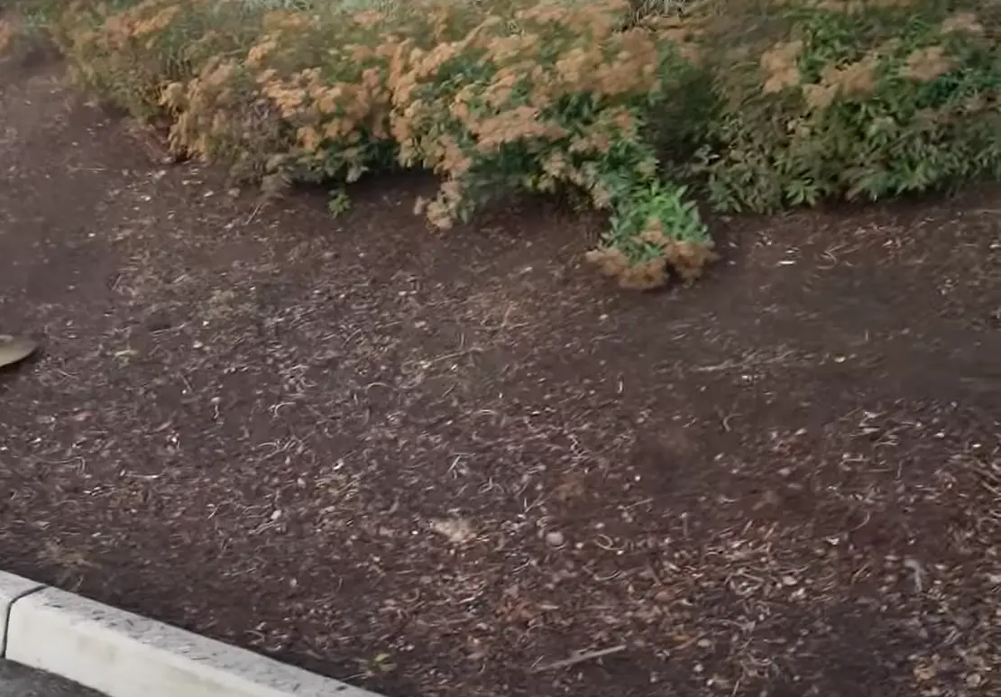 How to Clear a Garden Full of Weeds? - GardenProfy