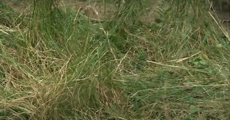 How to Stop Grass From Growing in a Garden? - GardenProfy