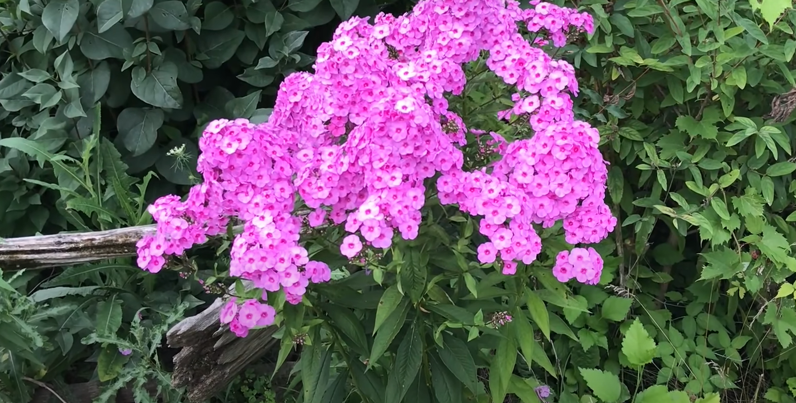 How to Stop Grass From Growing in a Garden? - GardenProfy