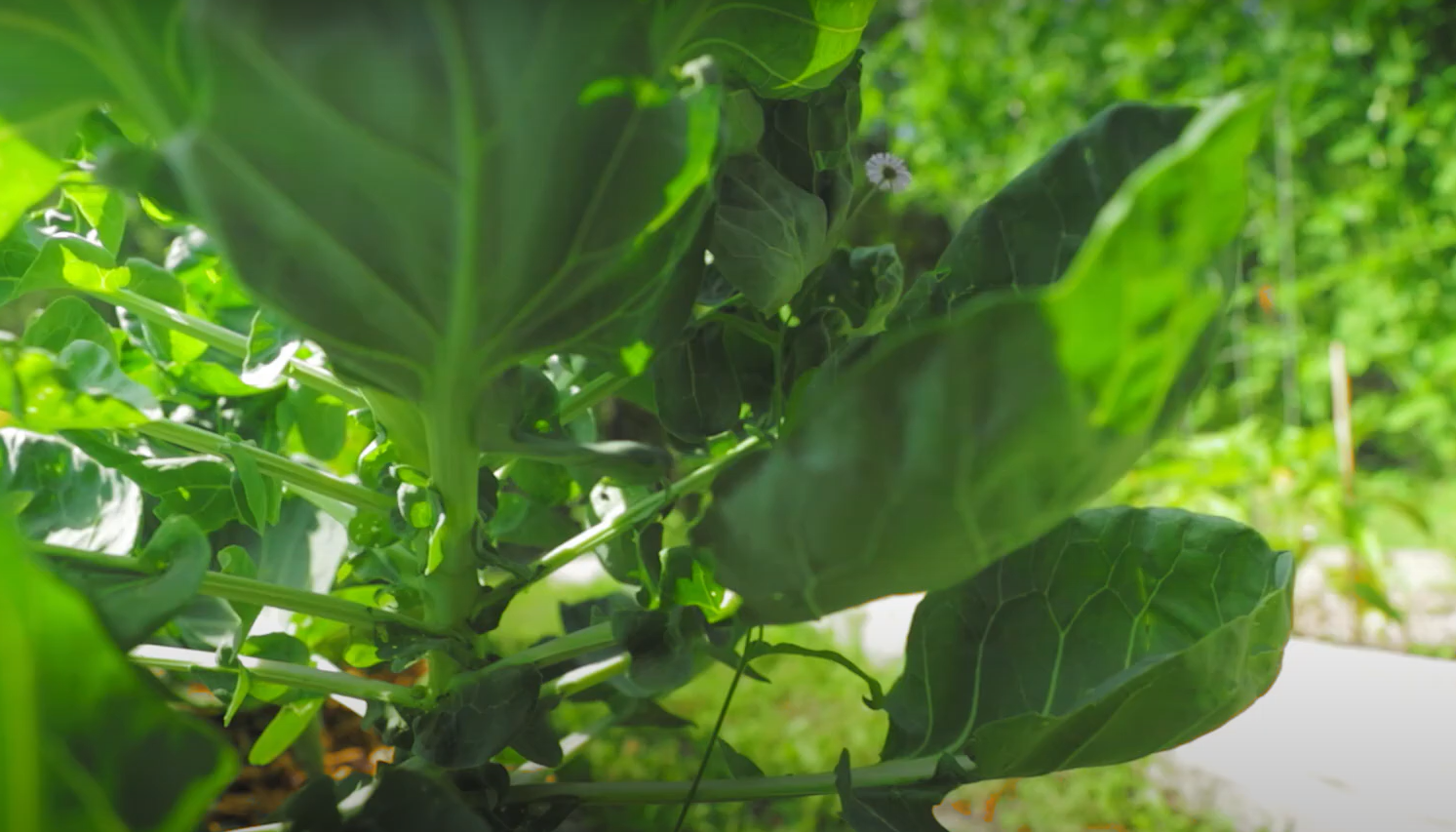 What Does Bolting Mean in Gardening? - GardenProfy