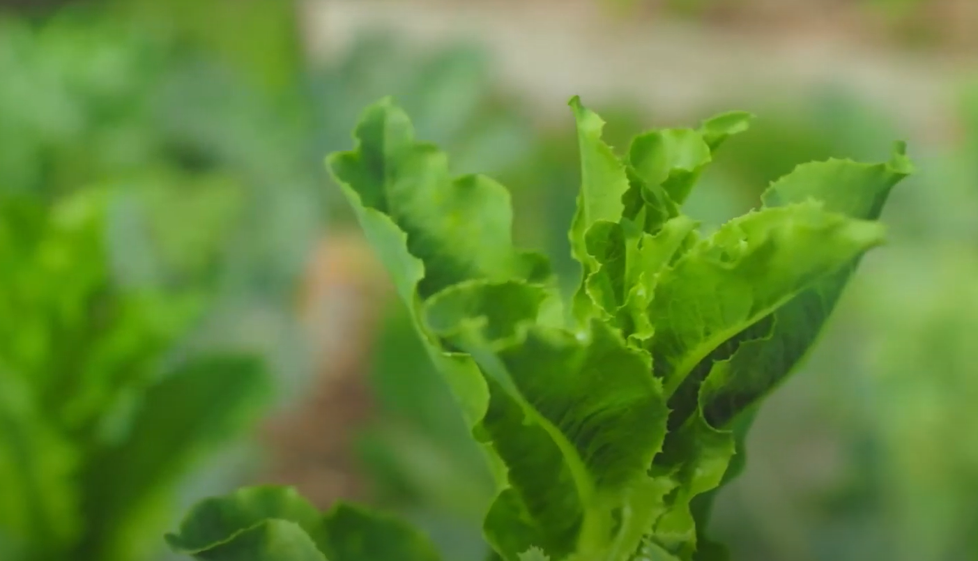 What Does Bolting Mean in Gardening? - GardenProfy