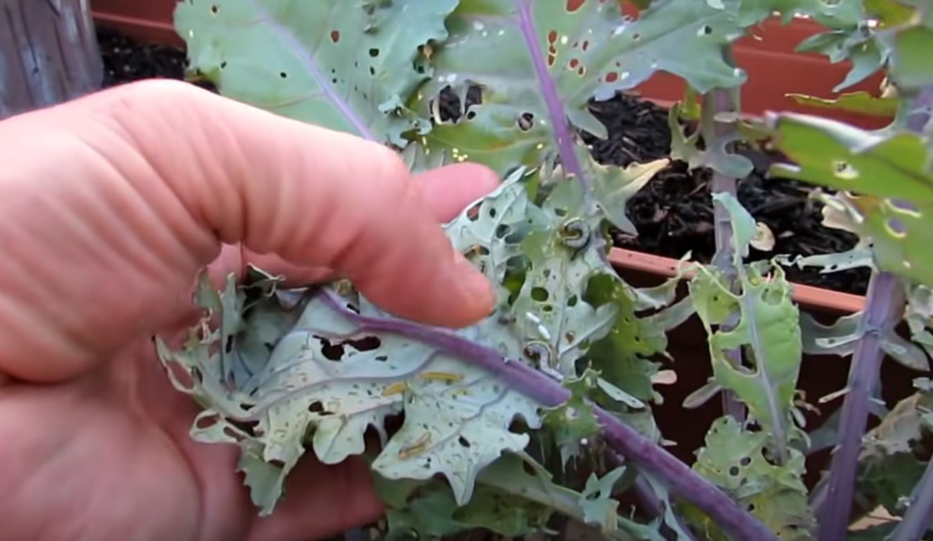 How to Get Rid of Flies in Vegetable Garden? - GardenProfy