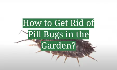 How to Get Rid of Pill Bugs in the Garden? - GardenProfy