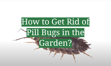 How Do You Get Rid Of Pill Bugs In Your Garden | Fasci Garden