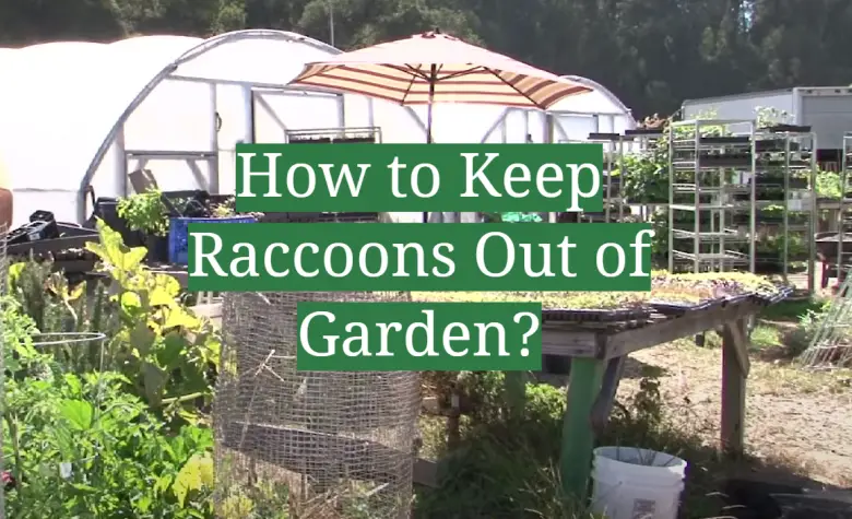 How to Keep Raccoons Out of Garden? - GardenProfy