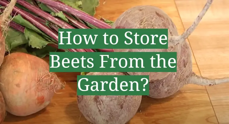 How to Store Beets From the Garden? - GardenProfy