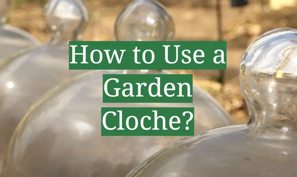 How to Use a Garden Cloche? - GardenProfy