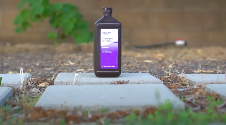 How to Get Rid of Fungus in Garden Soil? - GardenProfy