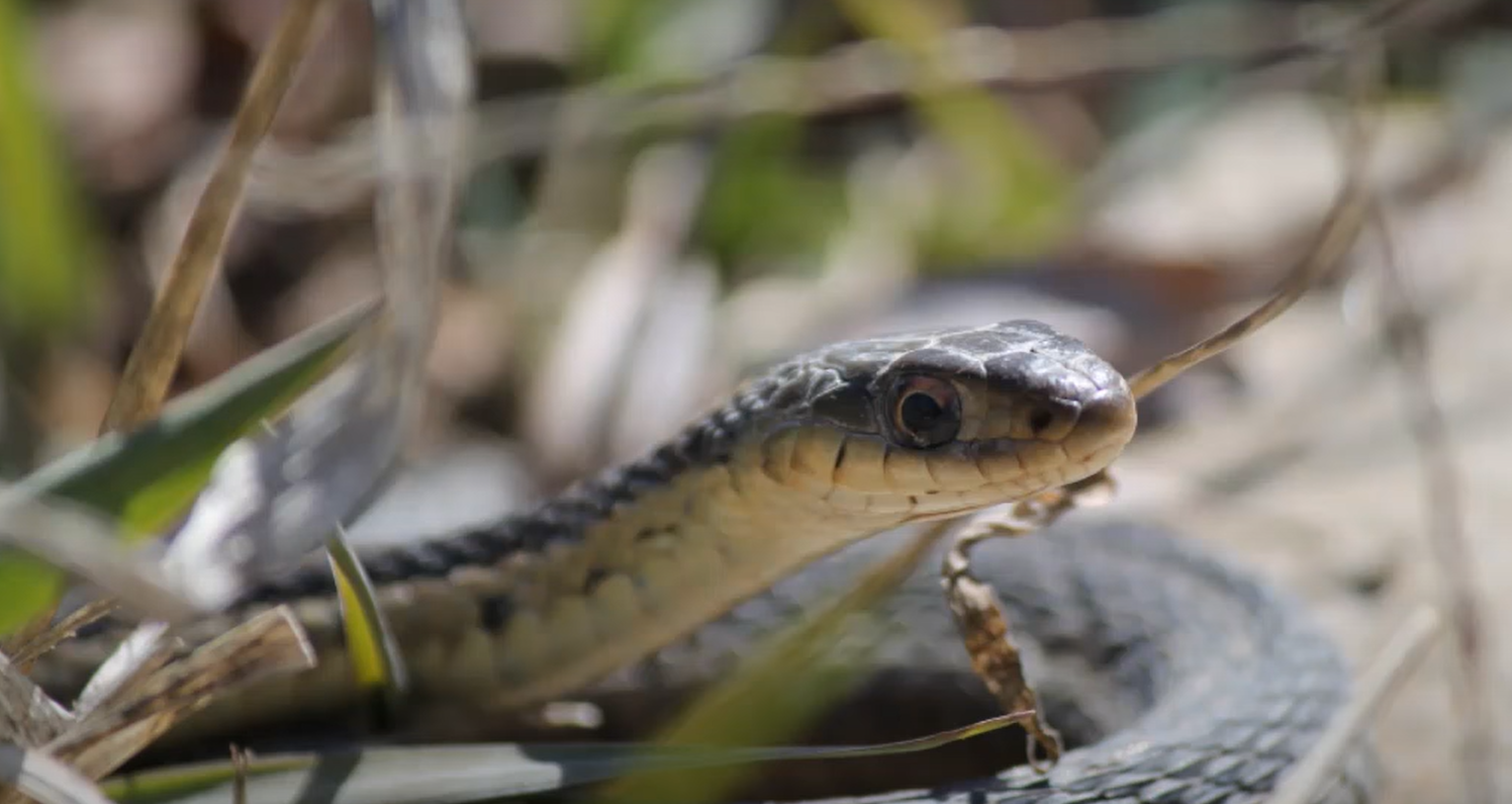 How to Get Rid of Garter Snakes in My Garden? - GardenProfy