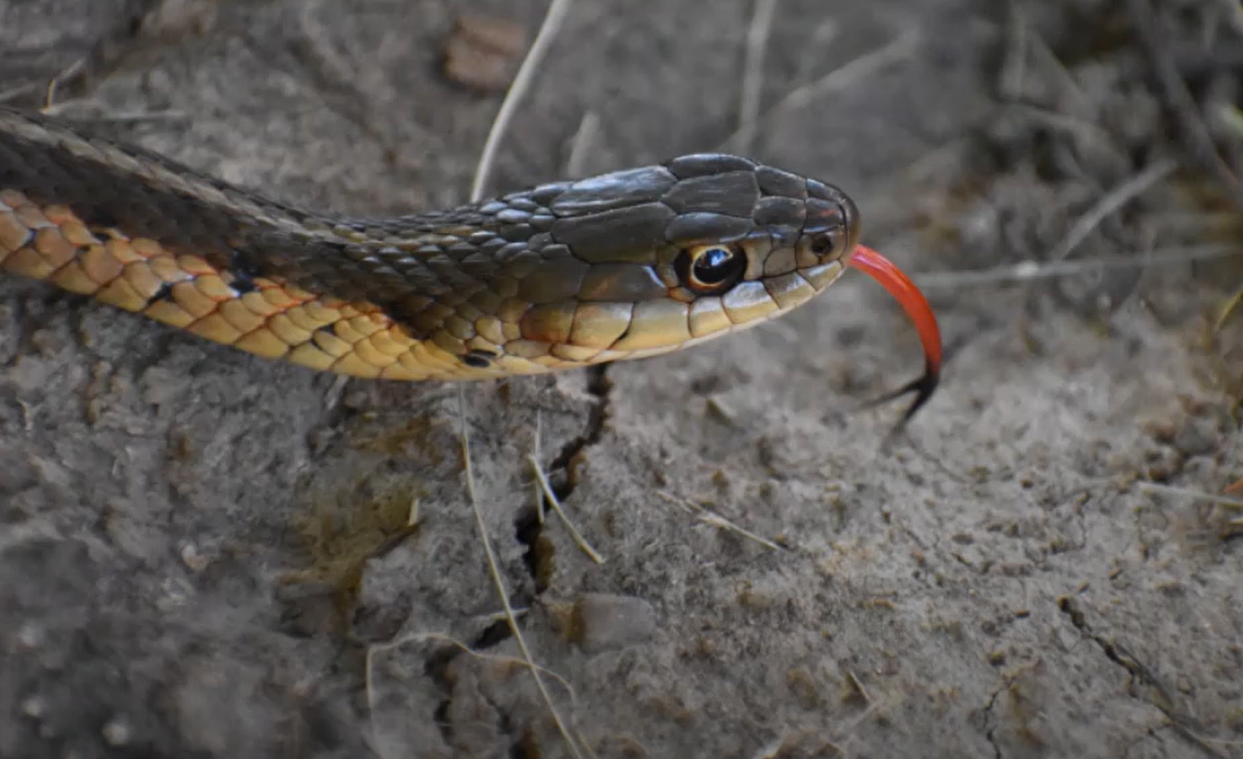 How to Get Rid of Garter Snakes in My Garden? - GardenProfy