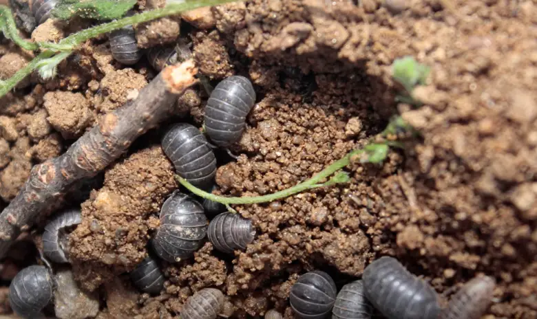 How to Get Rid of Pill Bugs in the Garden? - GardenProfy