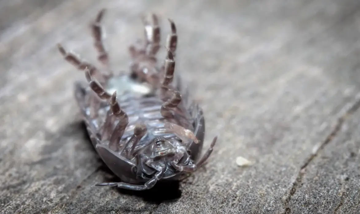 How to Get Rid of Pill Bugs in the Garden? - GardenProfy