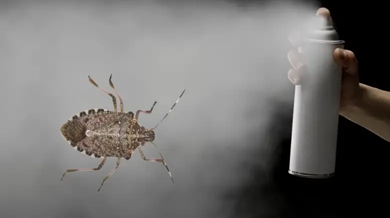 How to Get Rid of Stink Bugs in the Garden? - GardenProfy