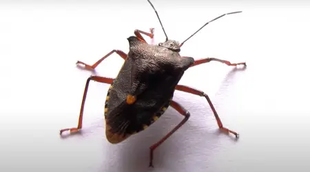 How to Get Rid of Stink Bugs in the Garden? - GardenProfy