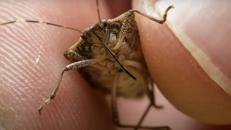 How to Get Rid of Stink Bugs in the Garden? - GardenProfy