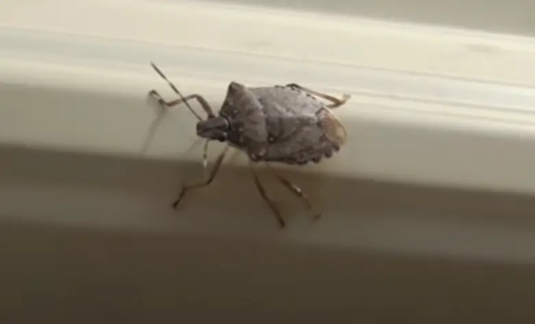 How to Get Rid of Stink Bugs in the Garden? - GardenProfy