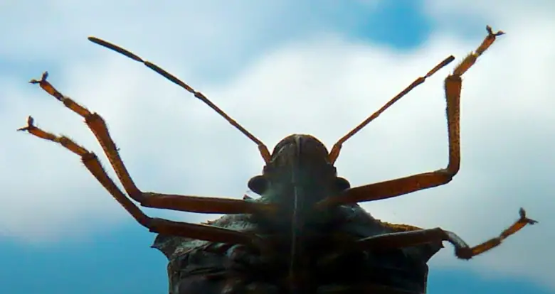 How to Get Rid of Stink Bugs in the Garden? - GardenProfy