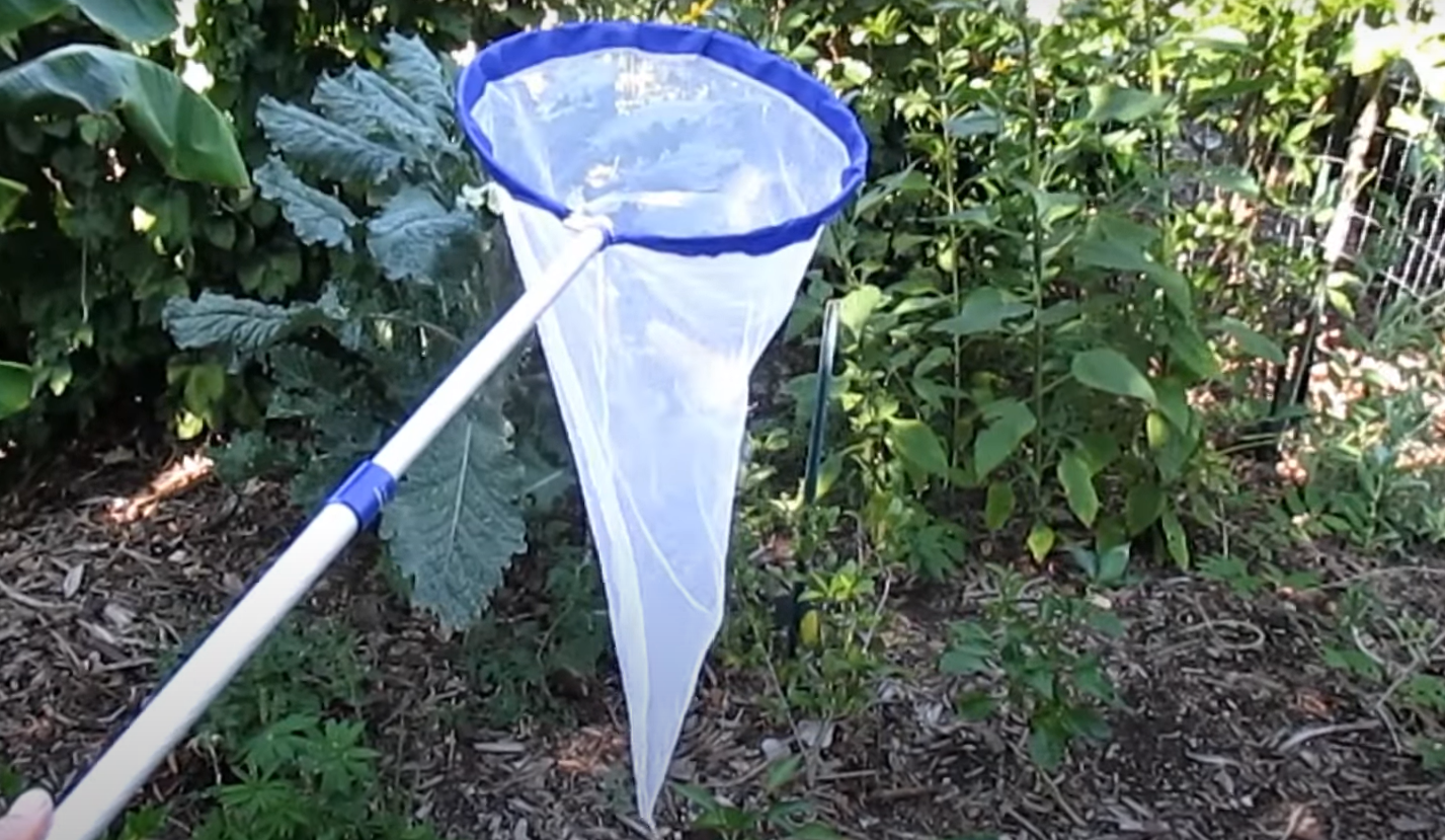 How to Get Rid of White Butterflies in the Garden? - GardenProfy