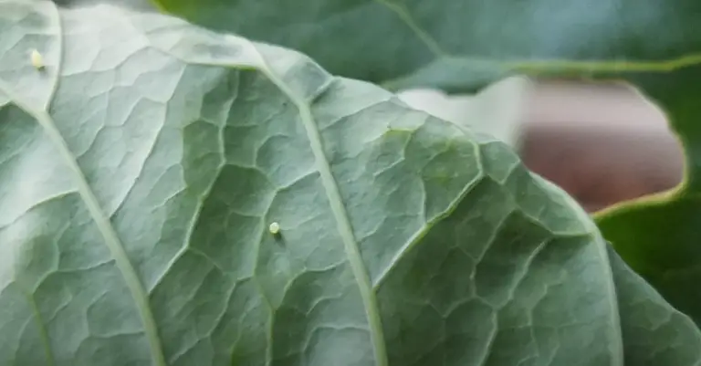 How to Get Rid of White Butterflies in the Garden? - GardenProfy