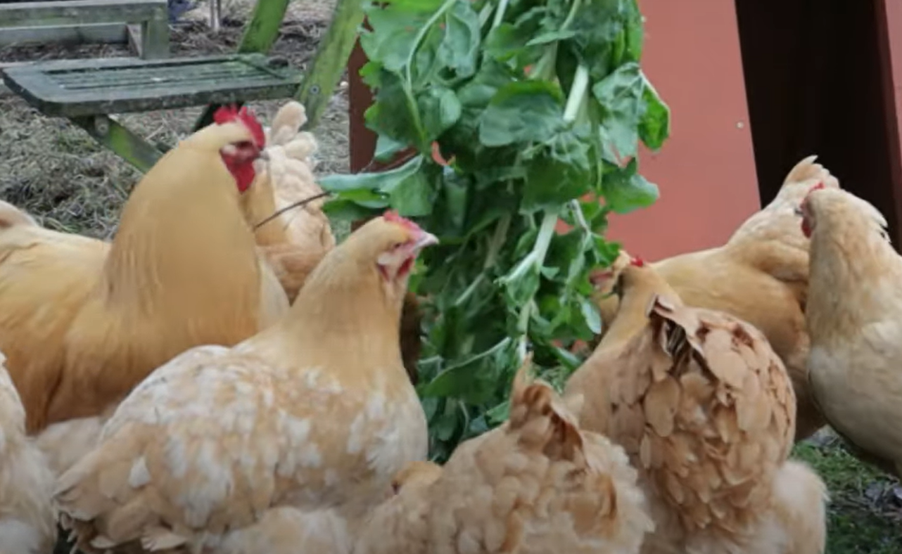 How to Keep Chickens Out of the Garden? - GardenProfy