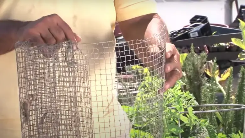 How to Keep Raccoons Out of Garden? - GardenProfy