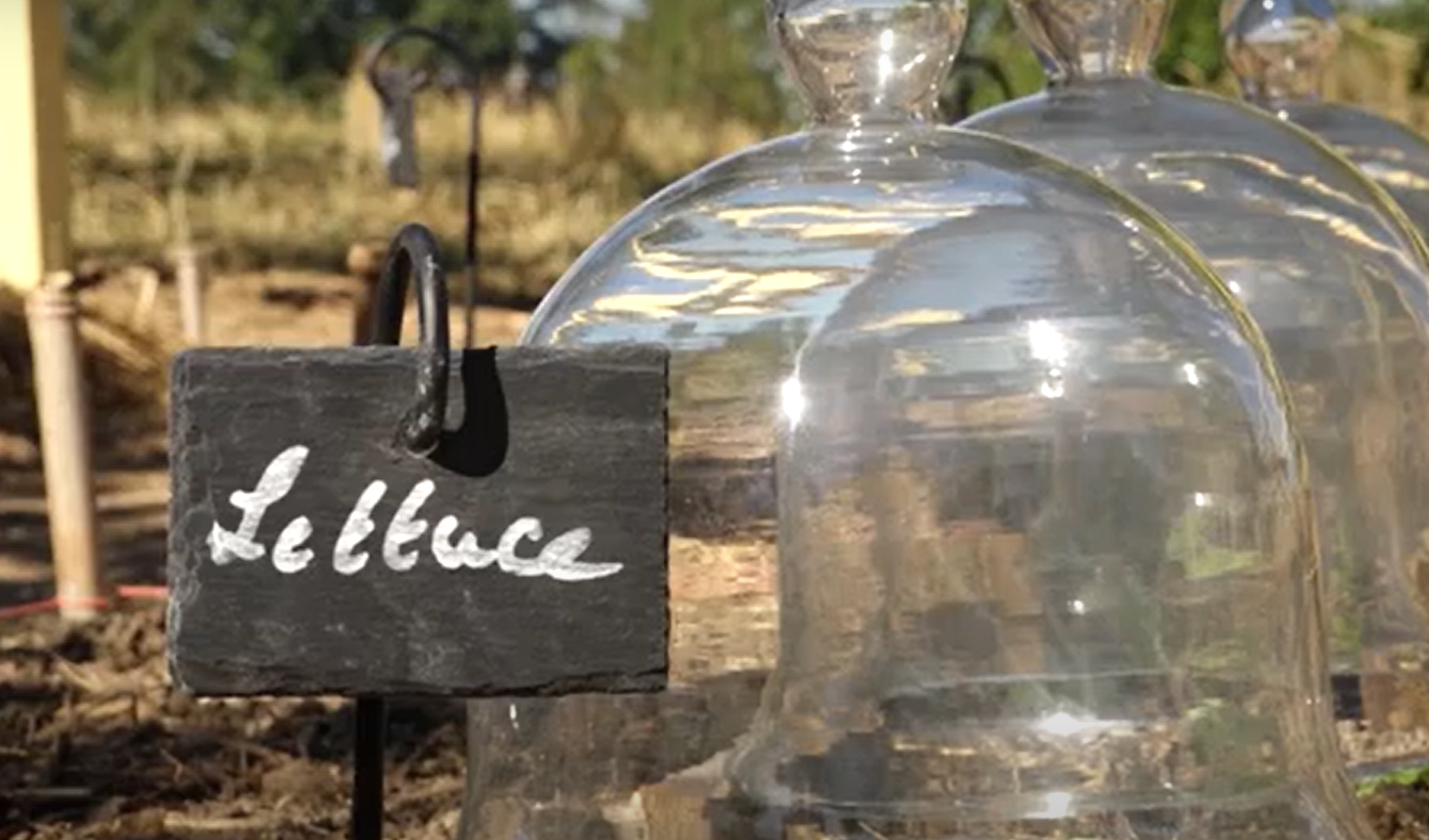 How to Use a Garden Cloche? - GardenProfy