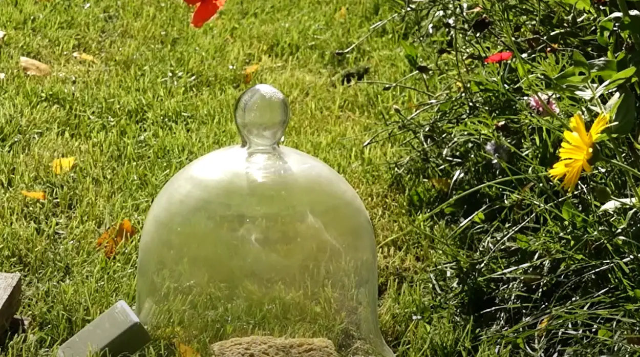 How to Use a Garden Cloche? - GardenProfy