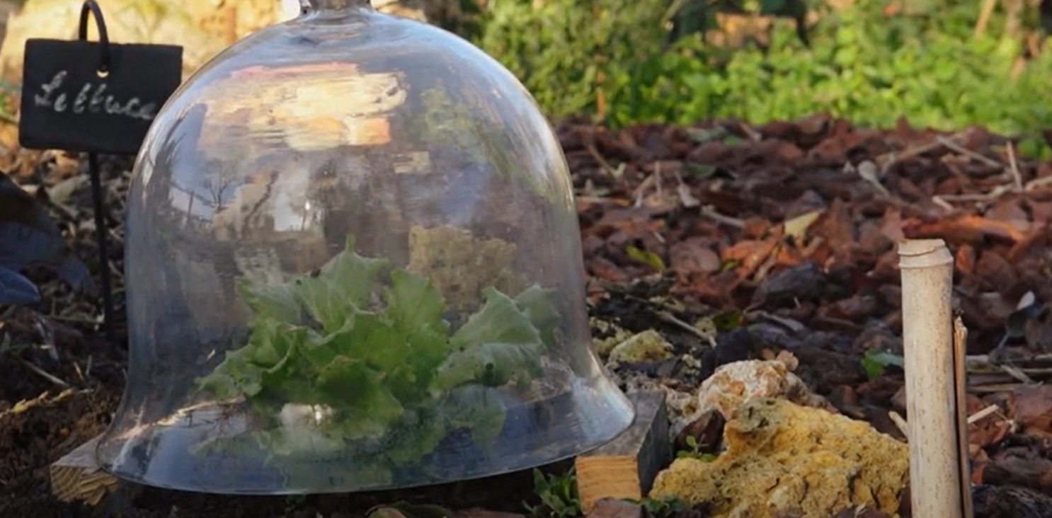 How to Use a Garden Cloche? - GardenProfy