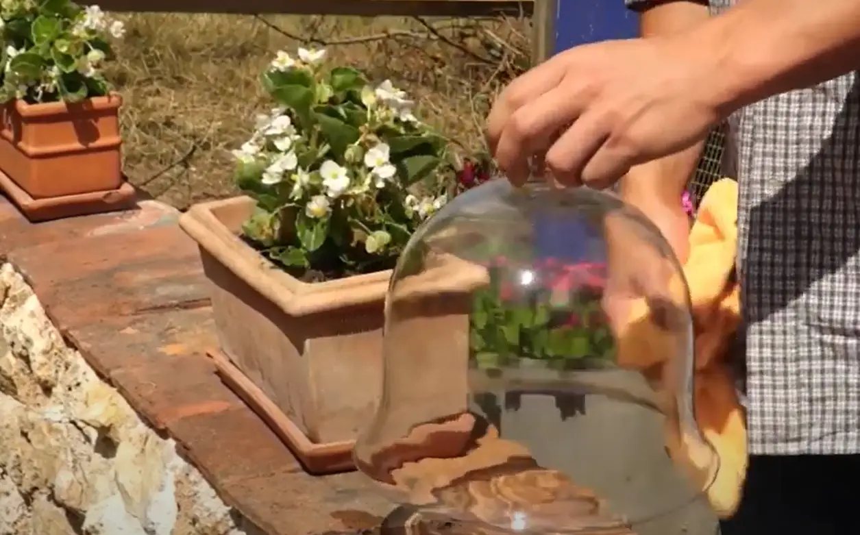 How to Use a Garden Cloche? - GardenProfy