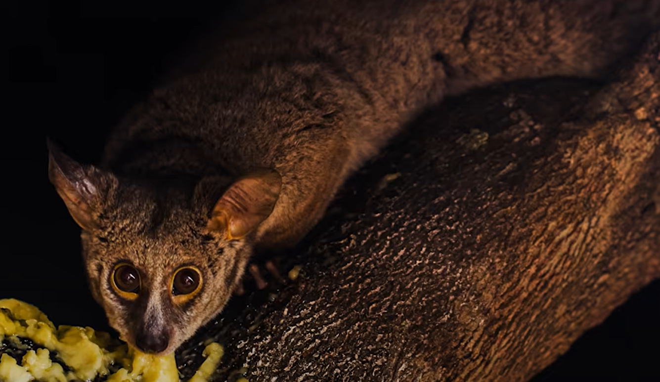 What Do Possums Eat in the Garden? - GardenProfy