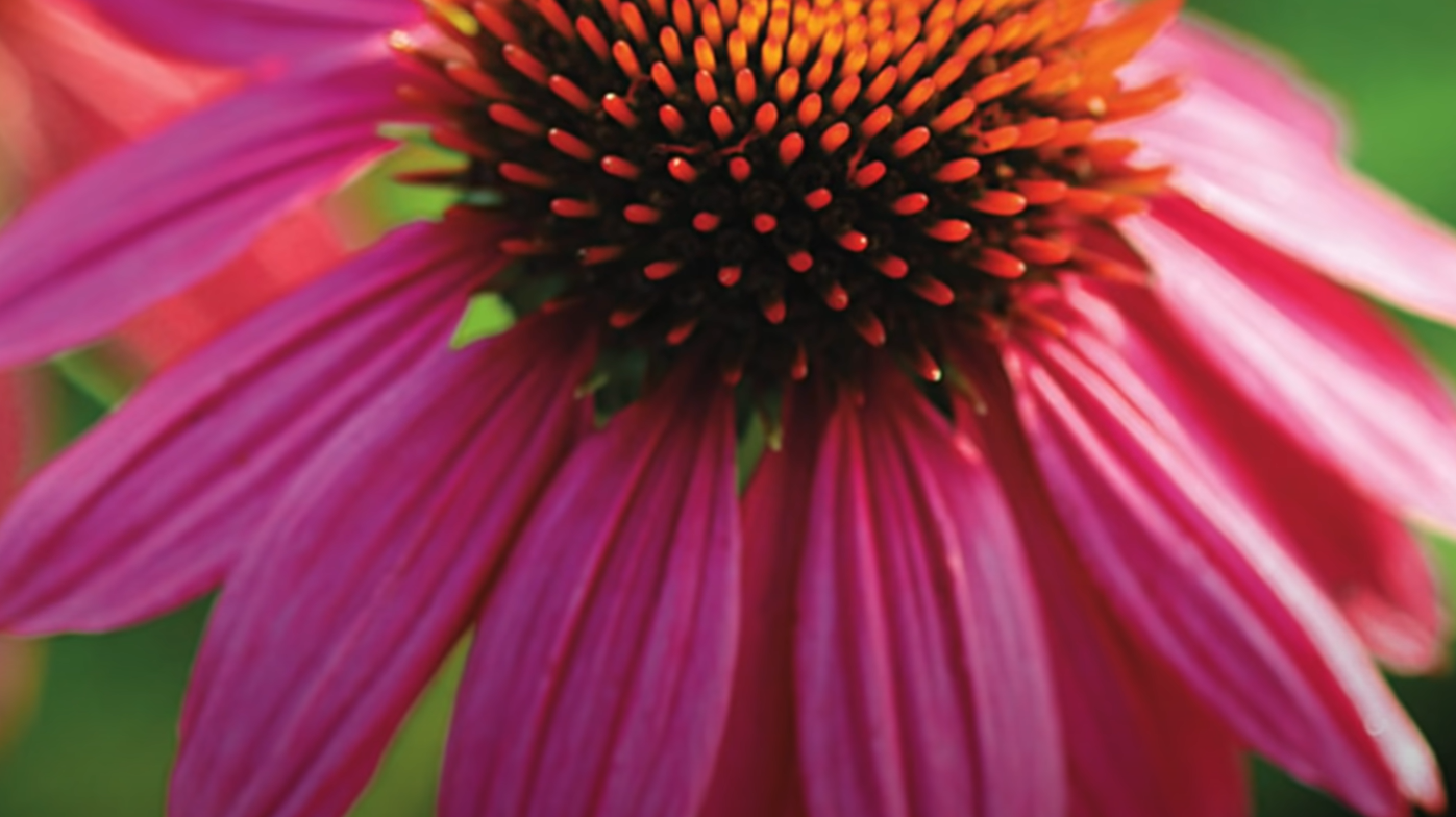 When to Plant a Garden in Michigan? - GardenProfy